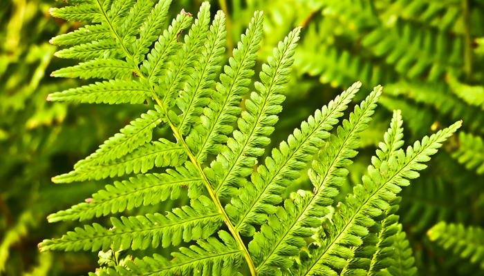 Feriga purifica aerul | Amvest